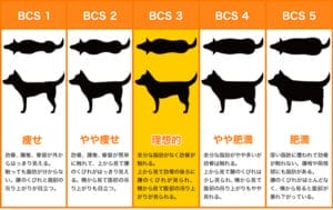 犬の体重管理ガイド！適正体重の見極め方から肥満・痩せすぎ対策まで nademo ペットメディア【nademo [なでも]】