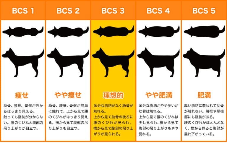 犬の体重管理ガイド！適正体重の見極め方から肥満・痩せすぎ対策まで nademo ペットメディア【nademo [なでも]】