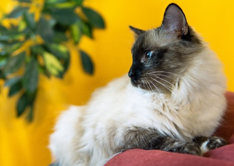 バーマンの性格・特徴を解説！飼い方やお手入れのコツ、かかりやすい病気 nademo ペットメディア【nademo [なでも]】