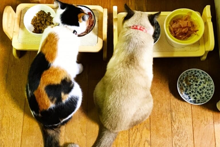 バーマンの性格・特徴を解説！飼い方やお手入れのコツ、かかりやすい病気 nademo ペットメディア【nademo [なでも]】