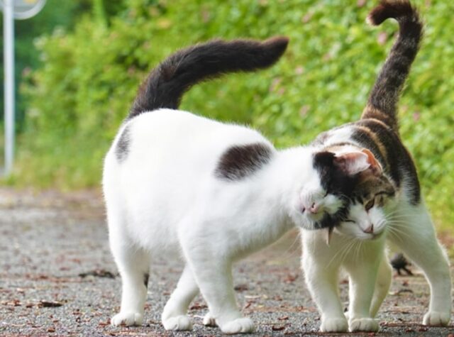 猫がしっぽを立てる理由とは？しっぽの動きでわかる猫の気持ち Nademo ペットメディア【nademo なでも 】 7640