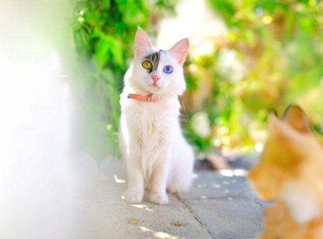 バーマンの性格・特徴を解説！飼い方やお手入れのコツ、かかりやすい病気 nademo ペットメディア【nademo [なでも]】