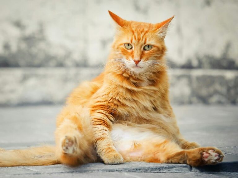 猫の多尿の原因とは？多尿の原因として考えられる病気や予防法 nademo ペットメディア【nademo [なでも]】