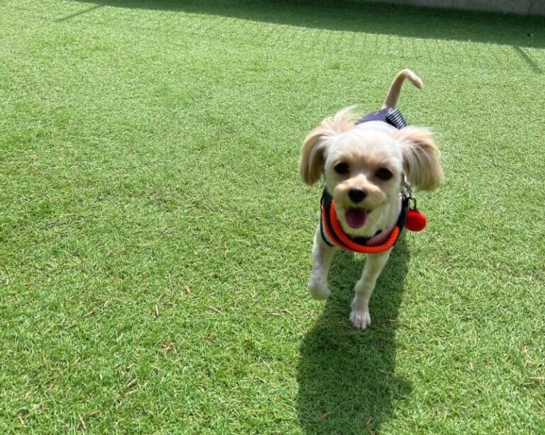 チワプー nademo ペットメディア【nademo [なでも]】