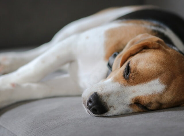 犬の呼吸困難はどうすべき？対処法とすぐに受診すべき目安の症状 nademo ペットメディア【nademo [なでも]】