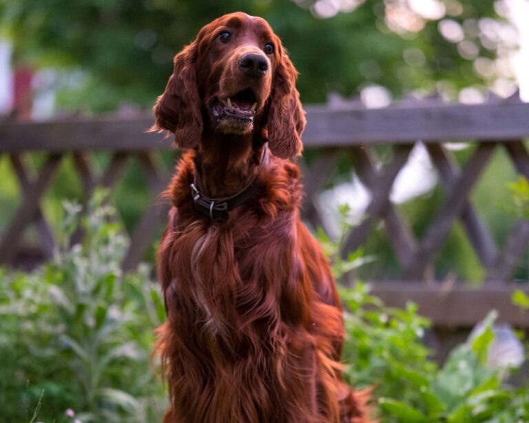 アイリッシュ・セターの飼い方は？性格や特徴、病気まで徹底解説 nademo ペットメディア【nademo [なでも]】